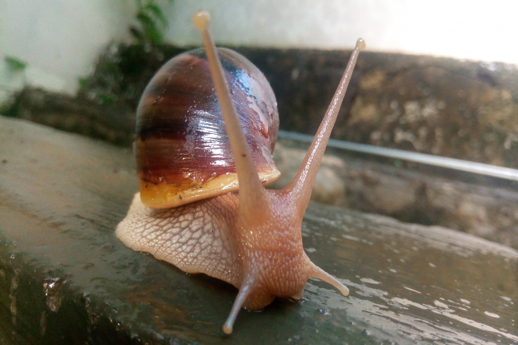 mauritian-giant-snail – Events for LONDON